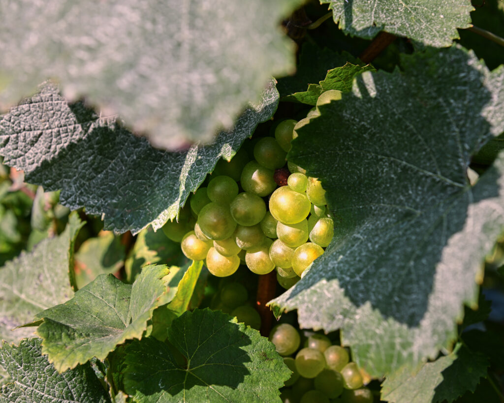 Les principaux cépages de vin : tout savoir