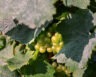 The main grape varieties in wine-making: Everything you need to know