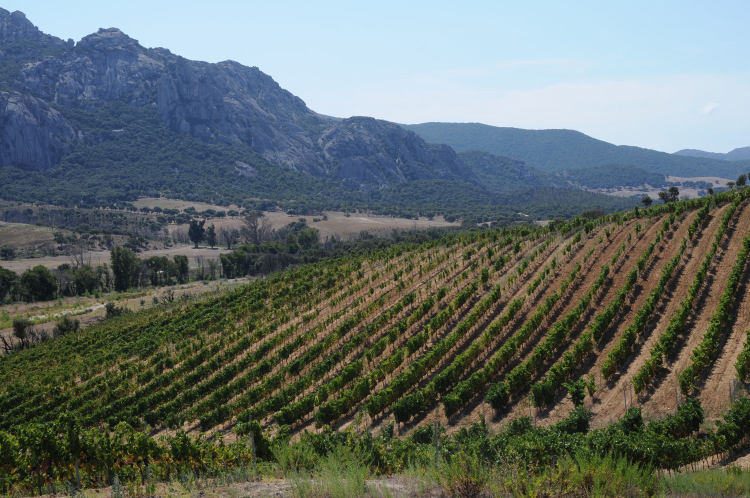 A guide to France’s wine regions and vineyards | L'Atelier du Vin