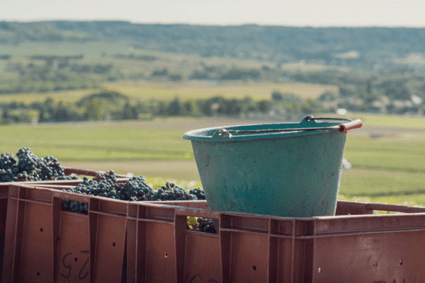 Les principaux cépages de vin : tout savoir