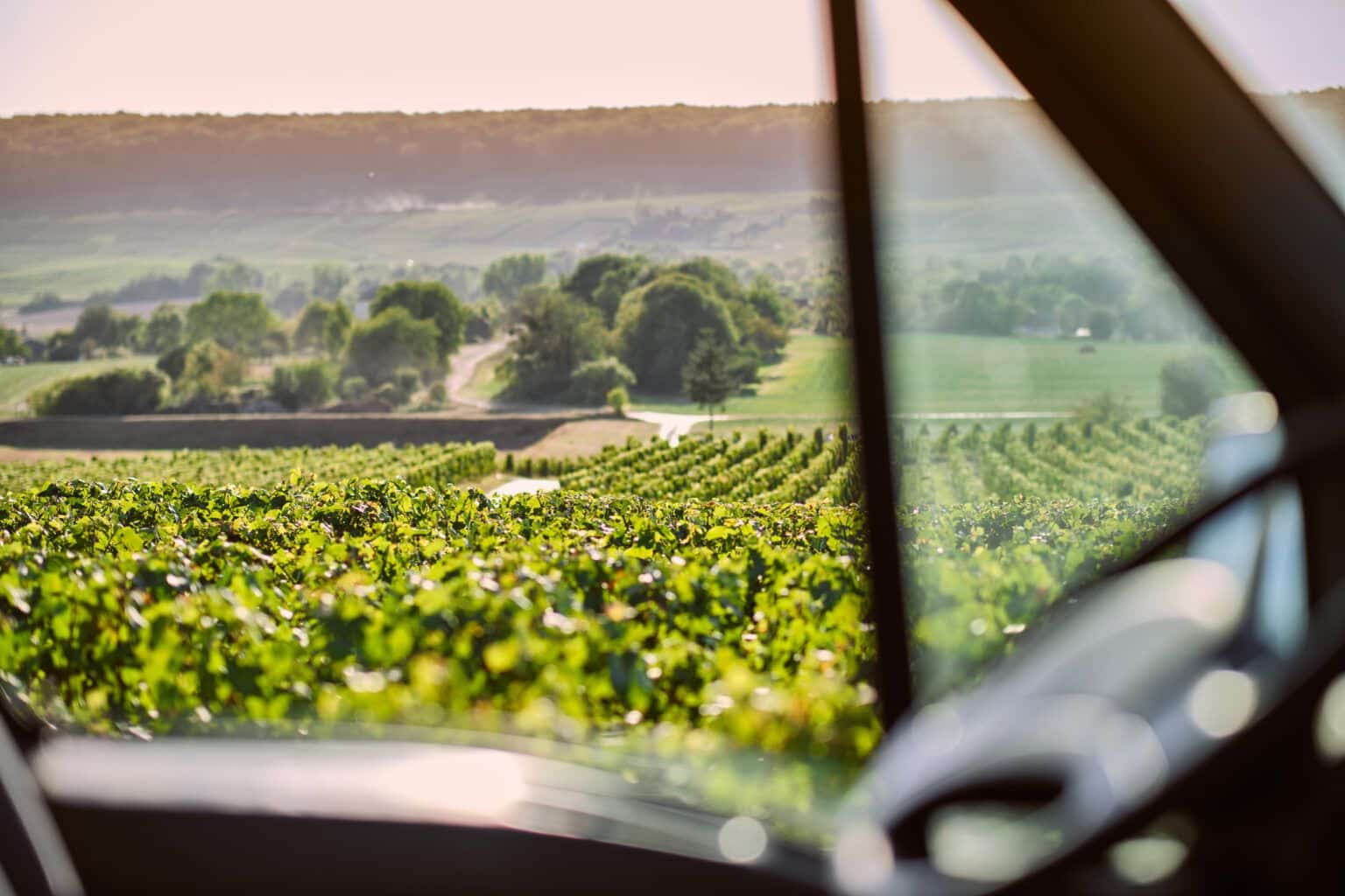 2022 wine harvest: a successful year for French wine growers | L ...