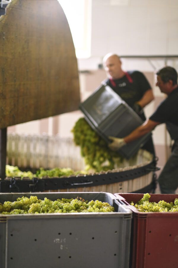 2022 wine harvest: a successful year for French wine growers | L ...