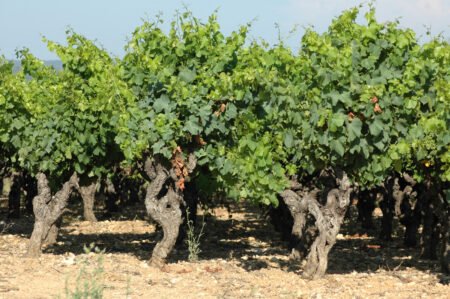 A guide to winemaking: viticulture, vinification, and bottling